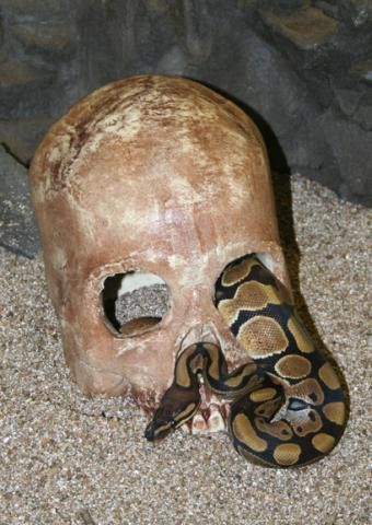 ball python skull hide