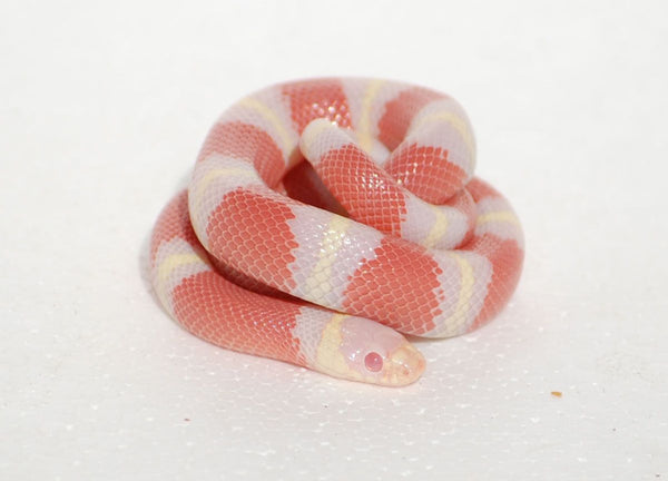 milk snake morphs