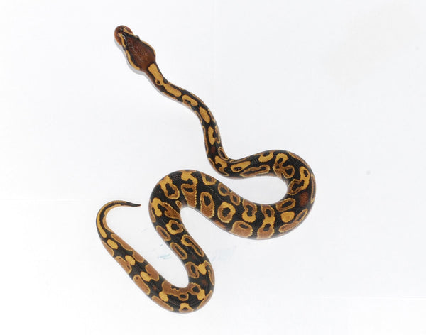 black and yellow ball python