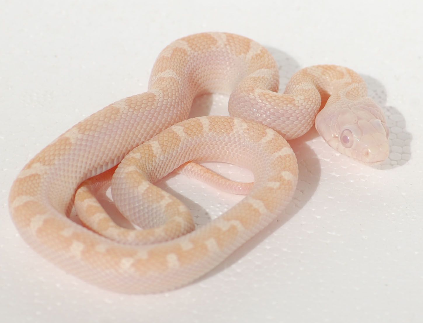 Albino Liquorice Ratsnake - The Painted Reptile