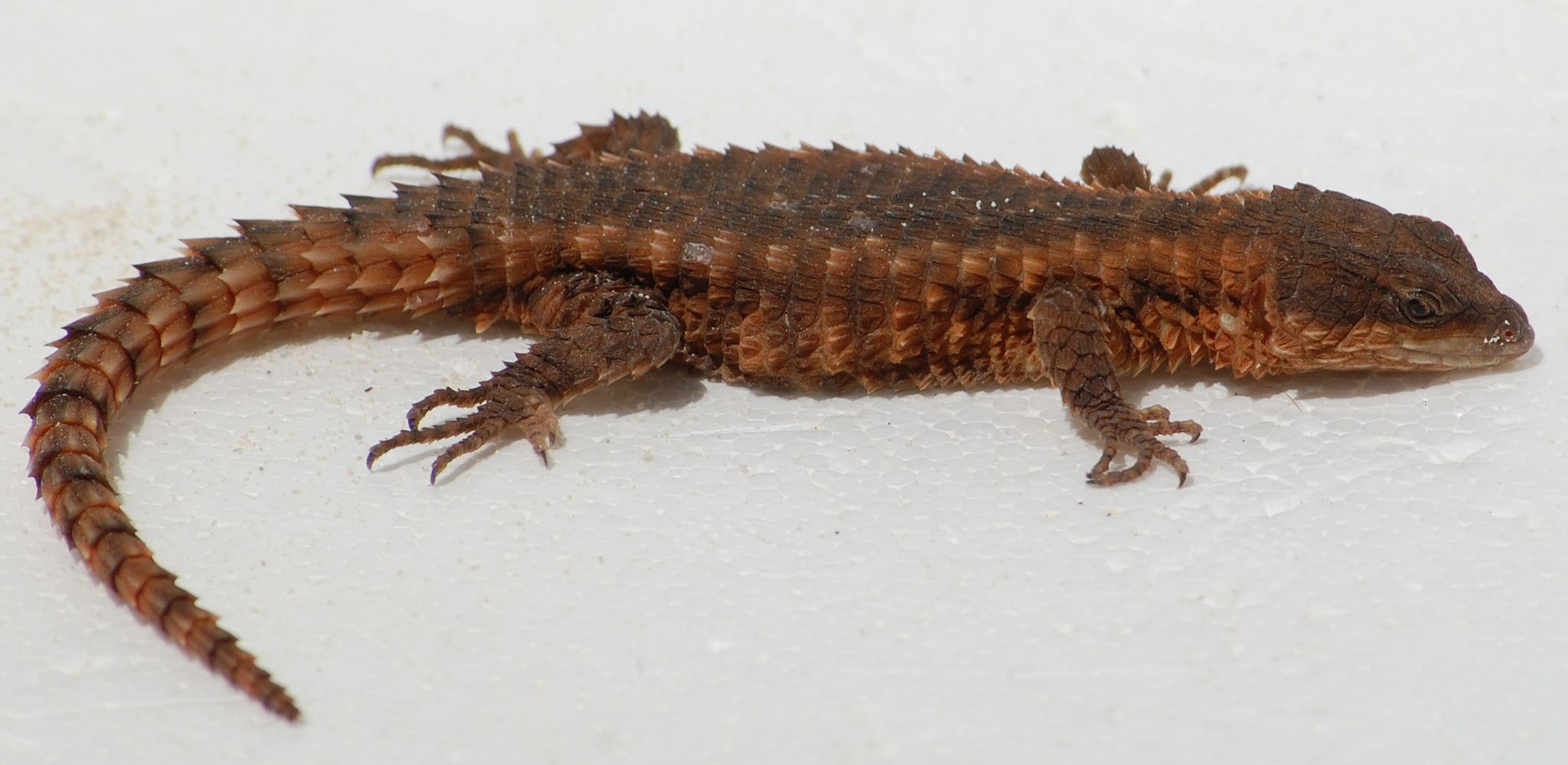 Armadillo Lizard - The Painted Reptile