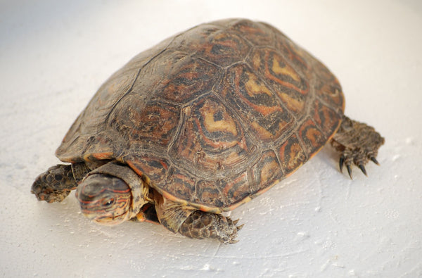 Central American Wood Turtle - The Painted Reptile