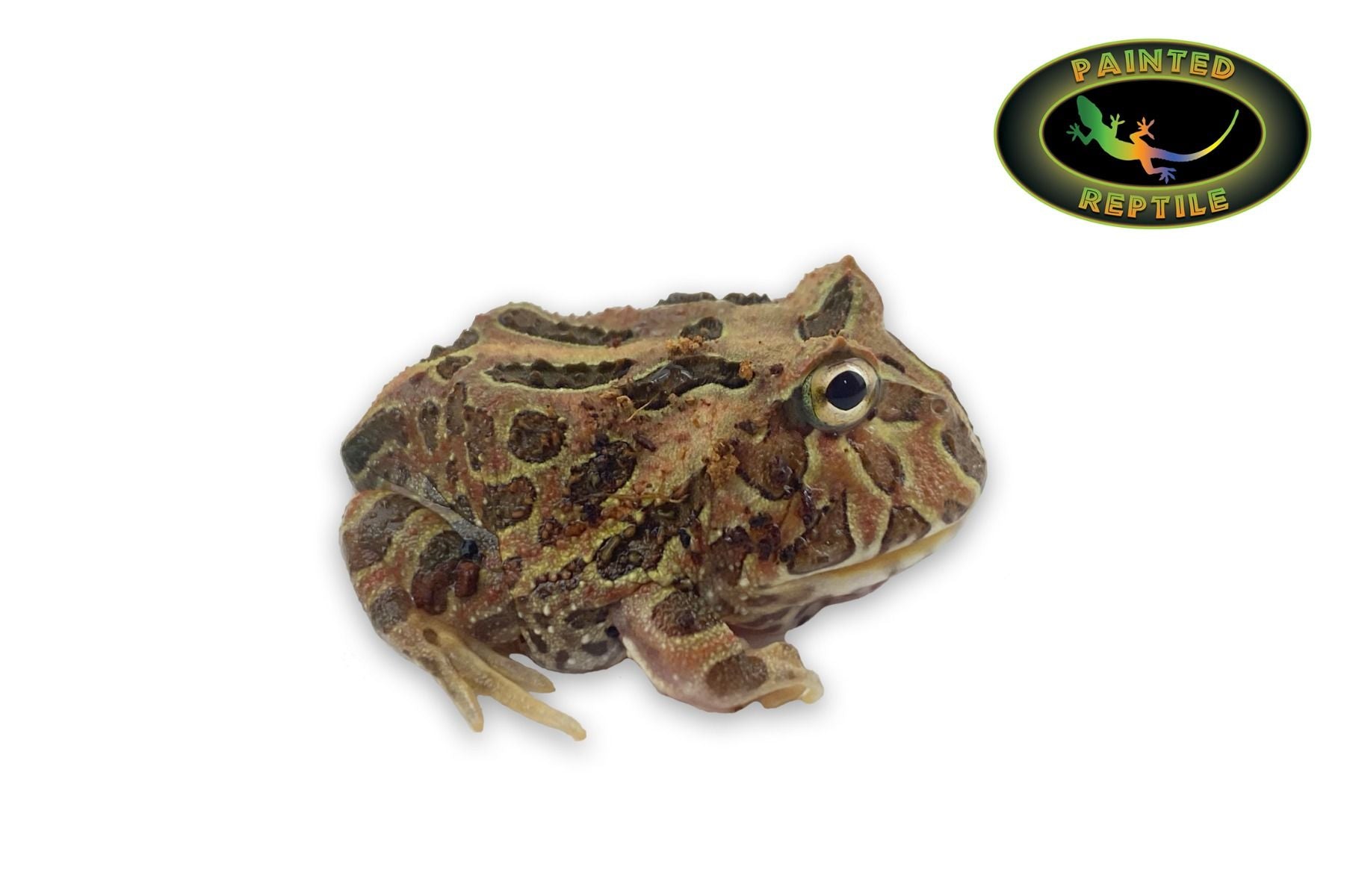 Chocolate Pac Man Frog - The Painted Reptile