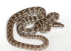 coastal carpet python auckland