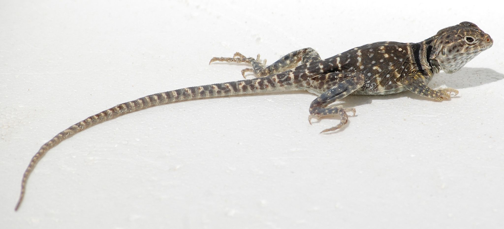 Eastern Collared Lizard - The Painted Reptile
