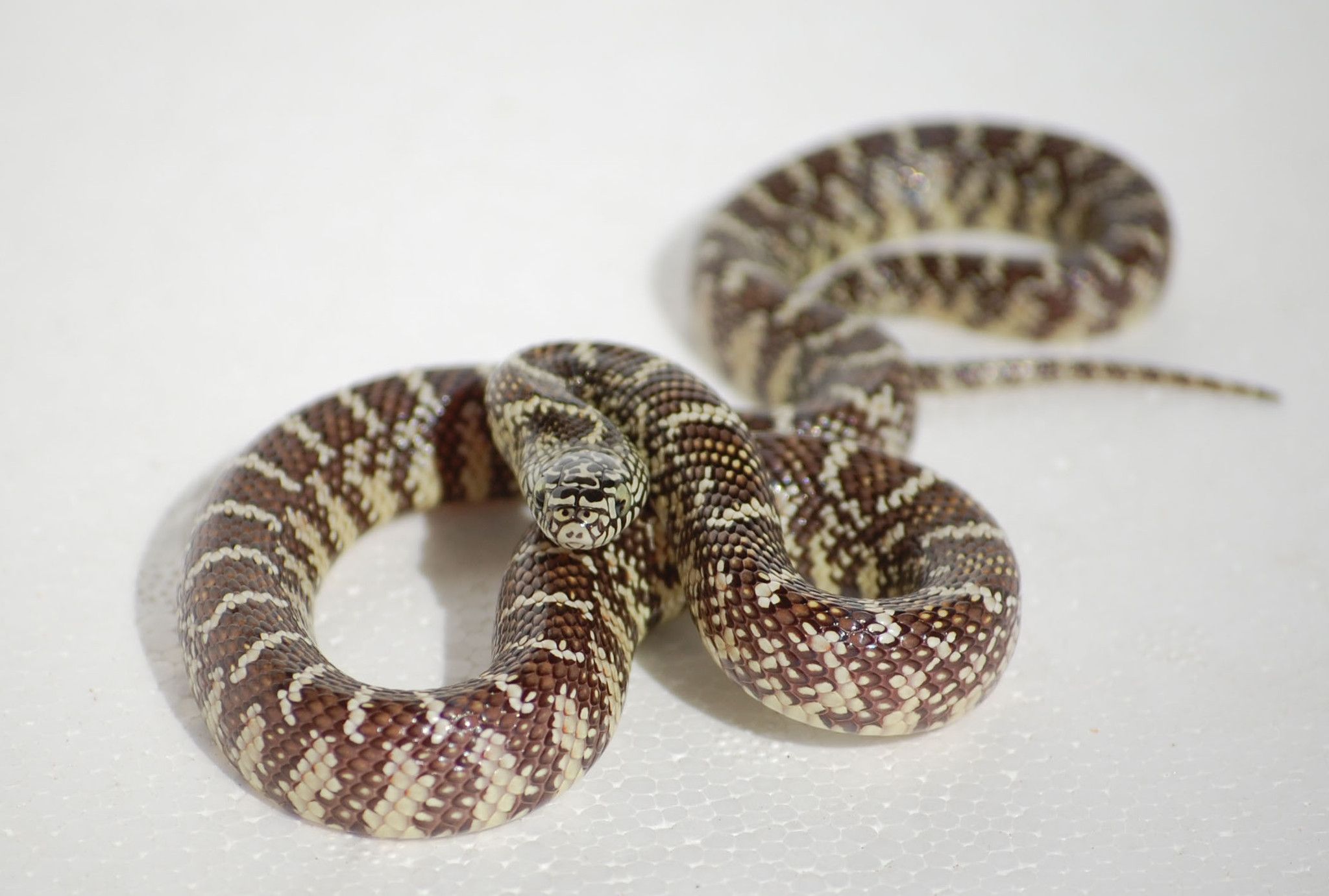 Florida Kingsnake - The Painted Reptile