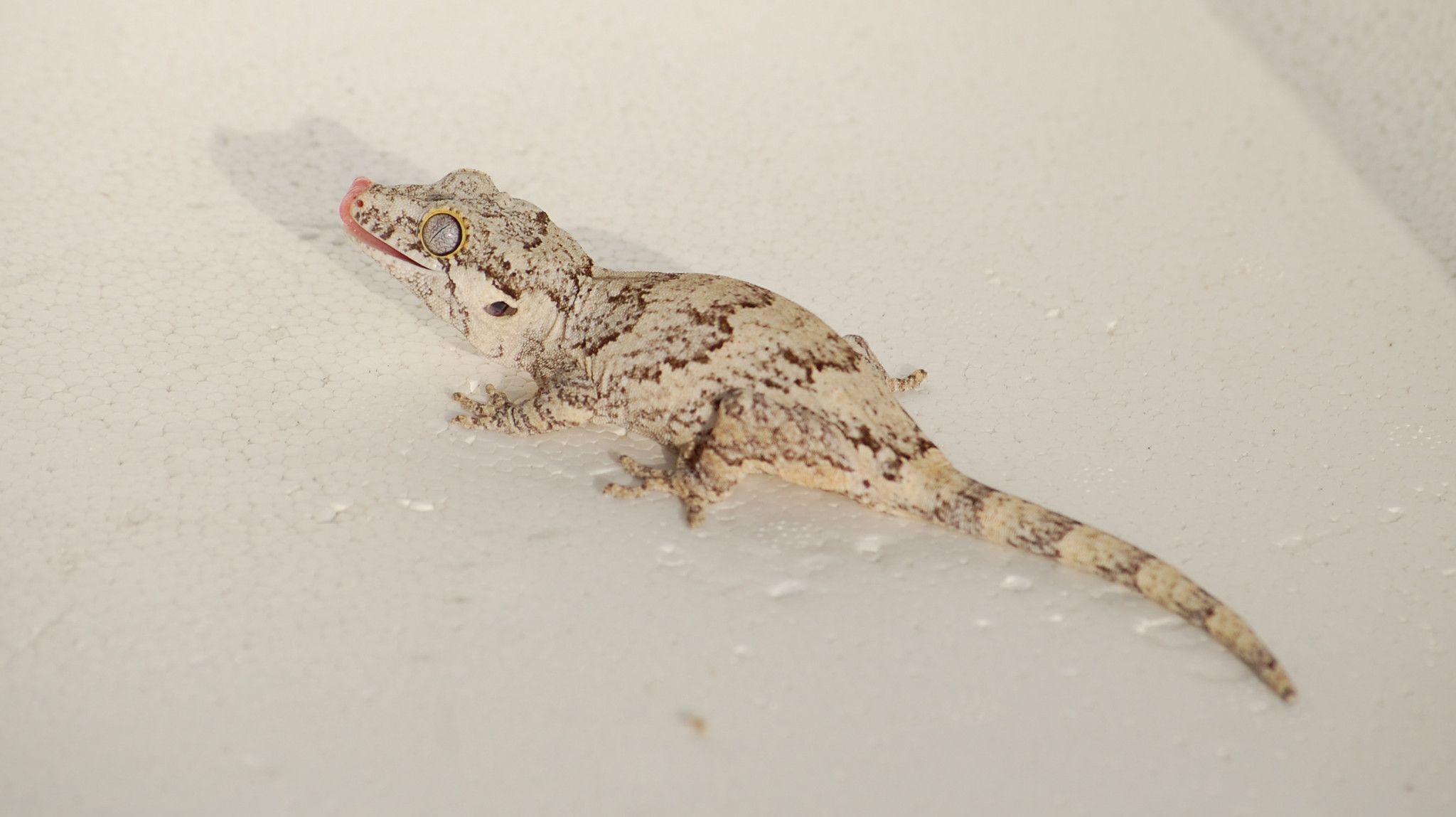 Gargoyle Geckos - The Painted Reptile