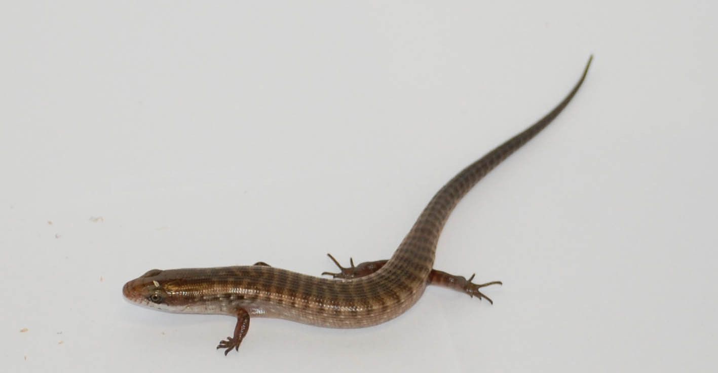 Giant Hispaniolan Galliwasp - The Painted Reptile