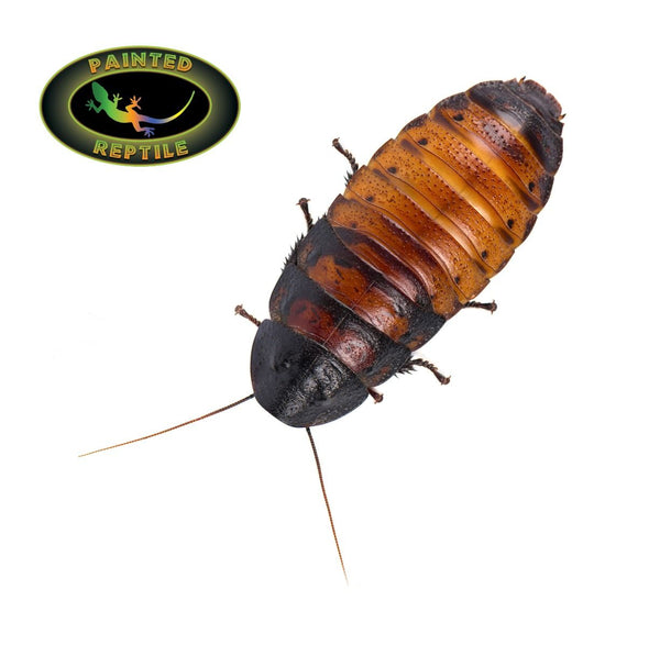 MADAGASCAR HISSING COCKAROACHES - The Painted Reptile