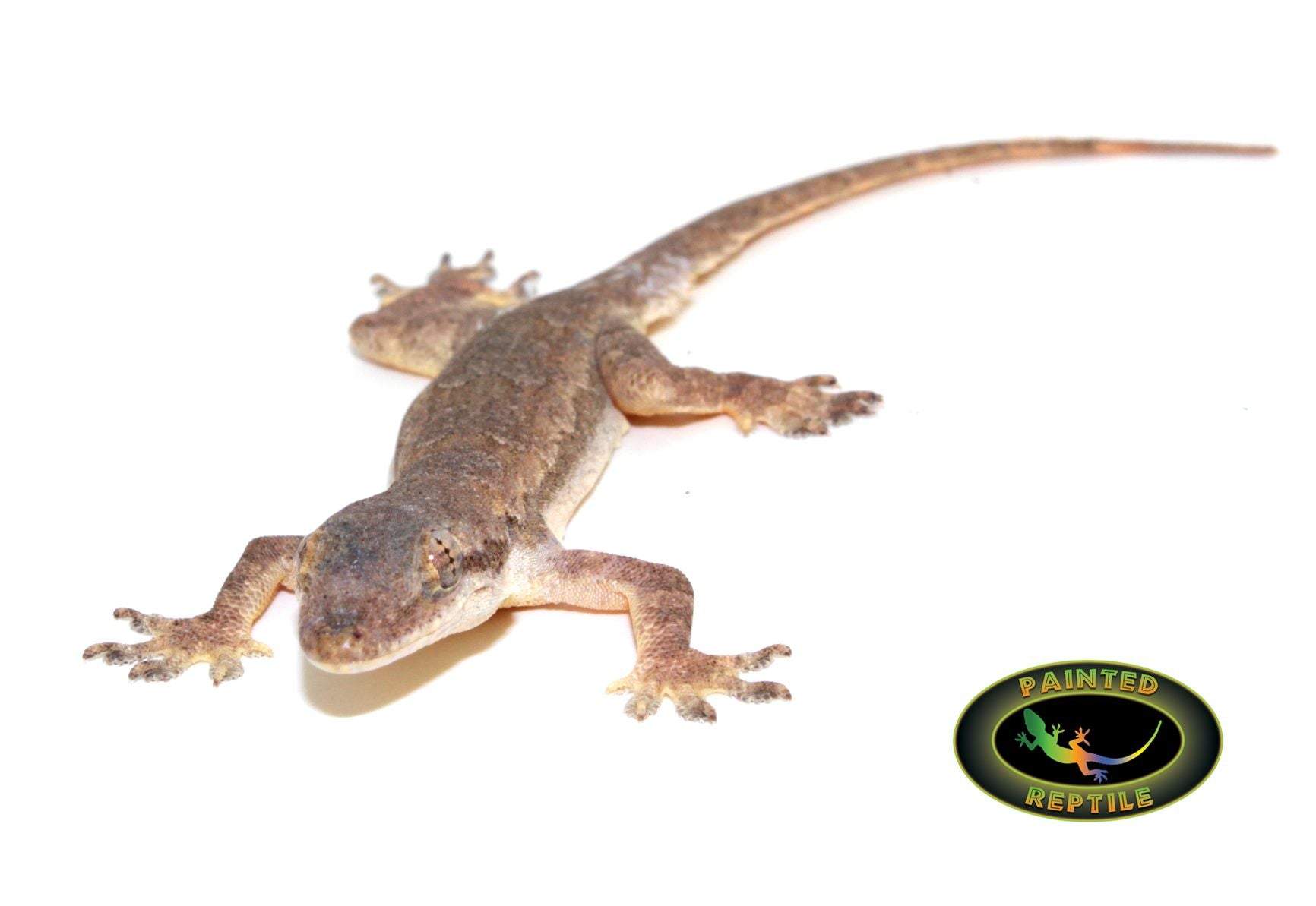 FEEDER LIZARDS - The Painted Reptile