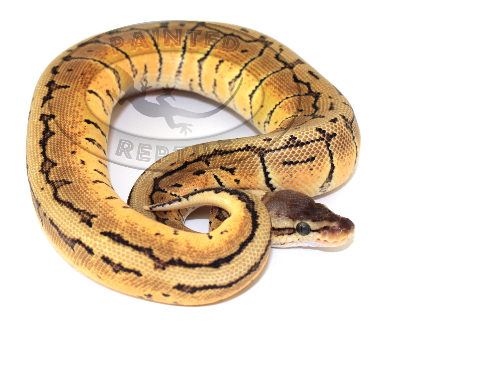 Lemonblast Ball Python - The Painted Reptile