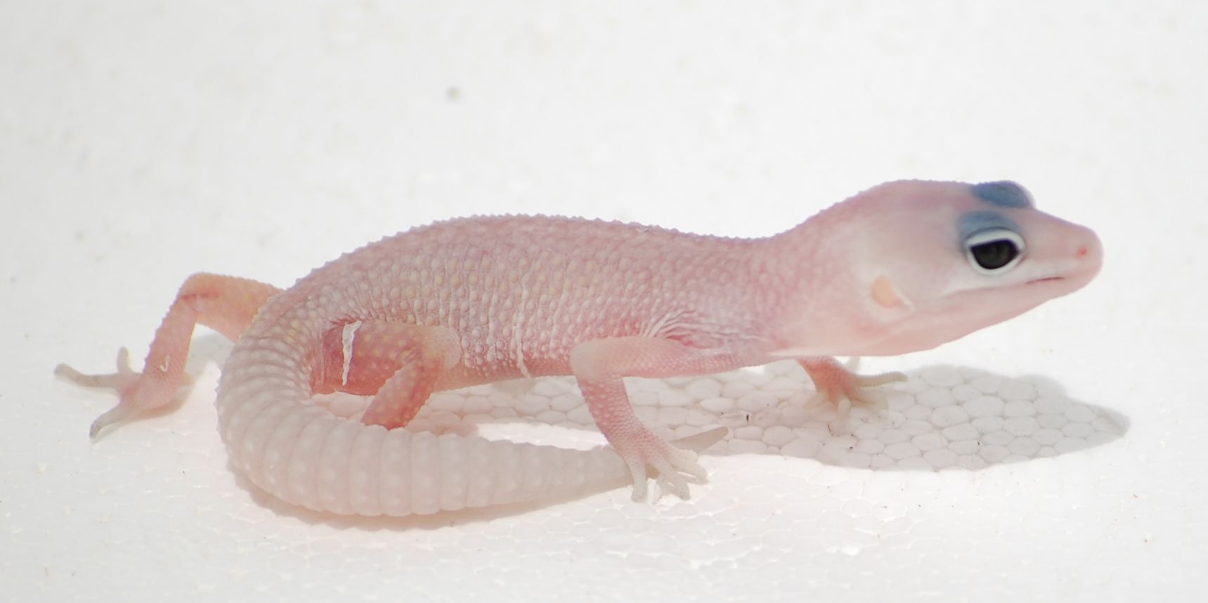 Leopard Gecko - Blizzard - The Painted Reptile