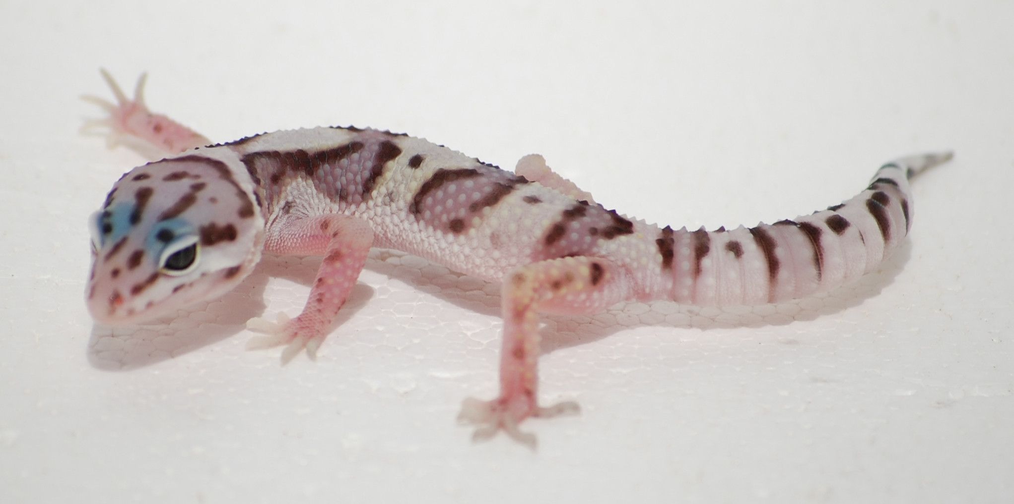Leopard Gecko - Mack Snow Jungle - The Painted Reptile