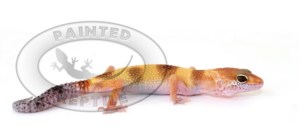 Leopard Gecko - Enigma - The Painted Reptile