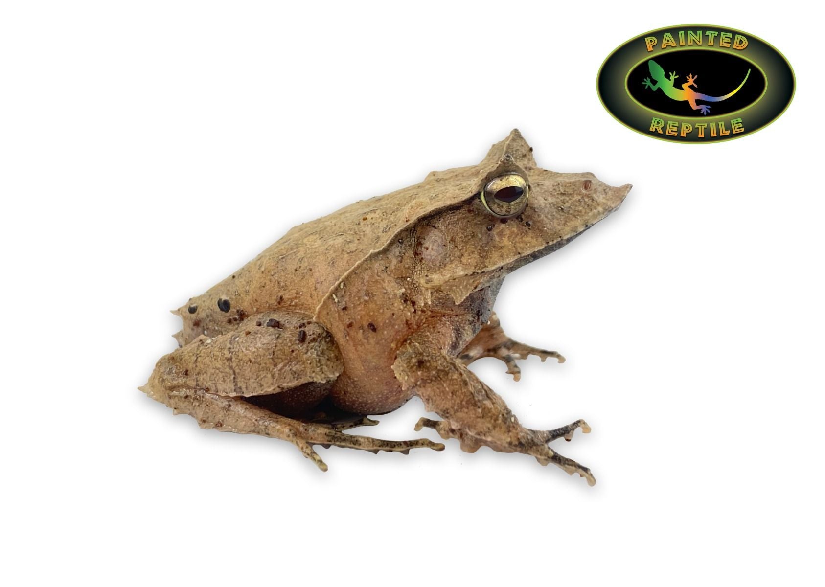 Solomon Island Leaf Frog - The Painted Reptile
