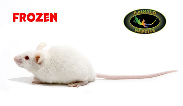 MICE FROZEN - The Painted Reptile