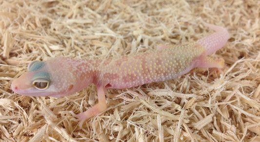 Albino Leucistic Leopard Gecko - The Painted Reptile