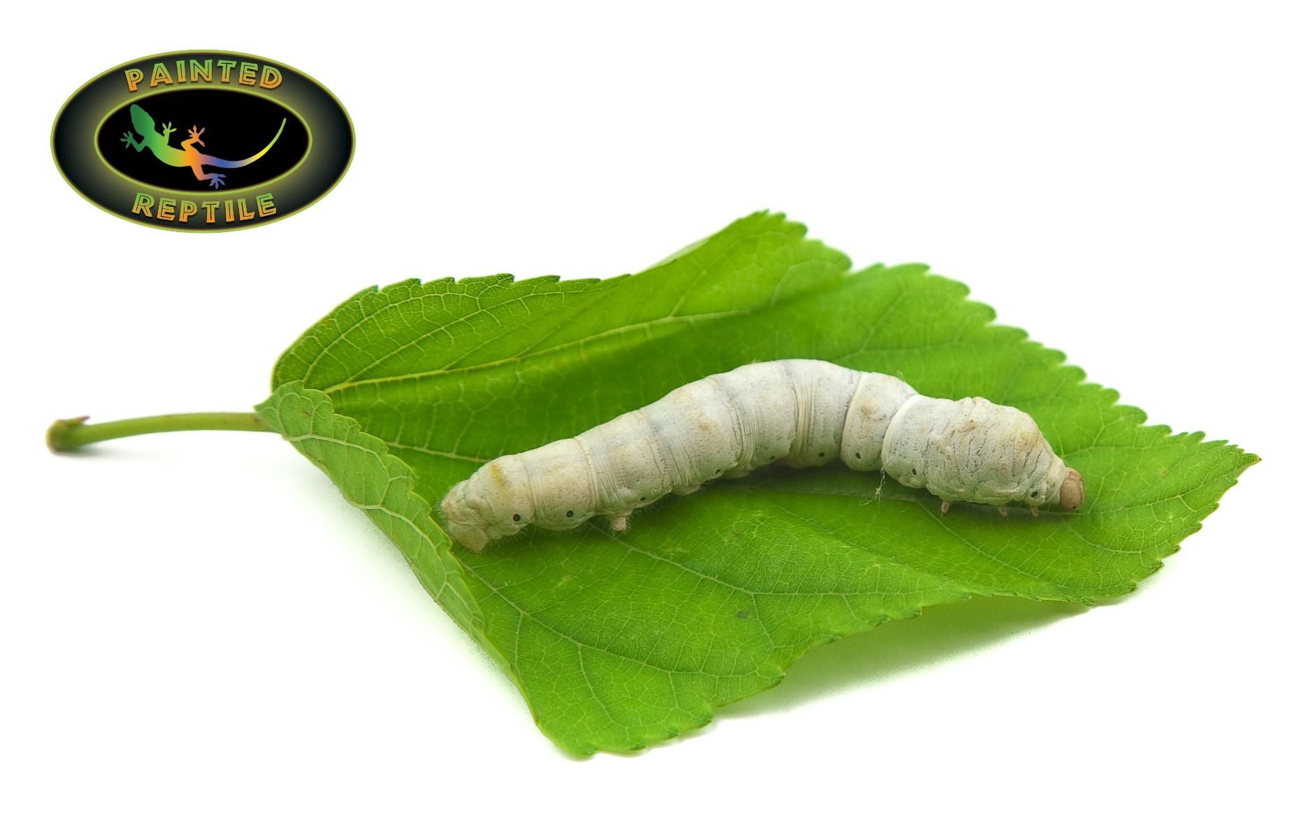 SILKWORMS - The Painted Reptile