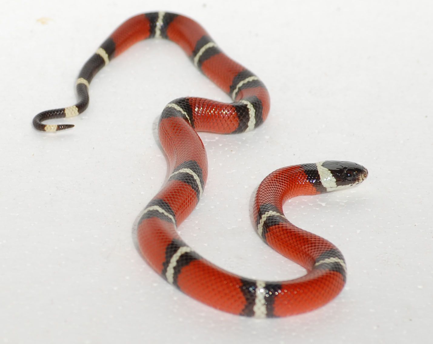 Sinaloan Milksnake - The Painted Reptile