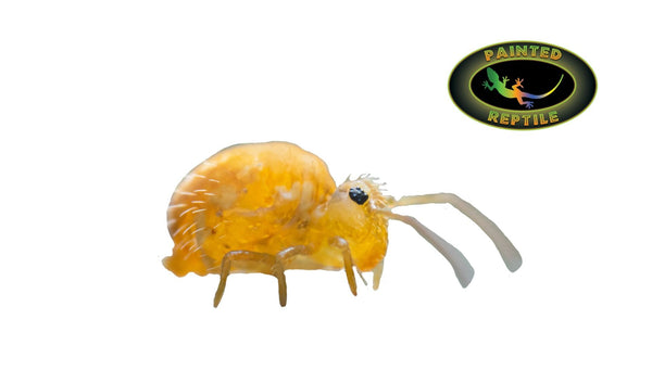 Springtails for sale! - The Painted Reptile