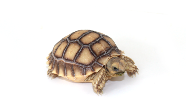 African Spurred Tortoise (Sulcata) - The Painted Reptile