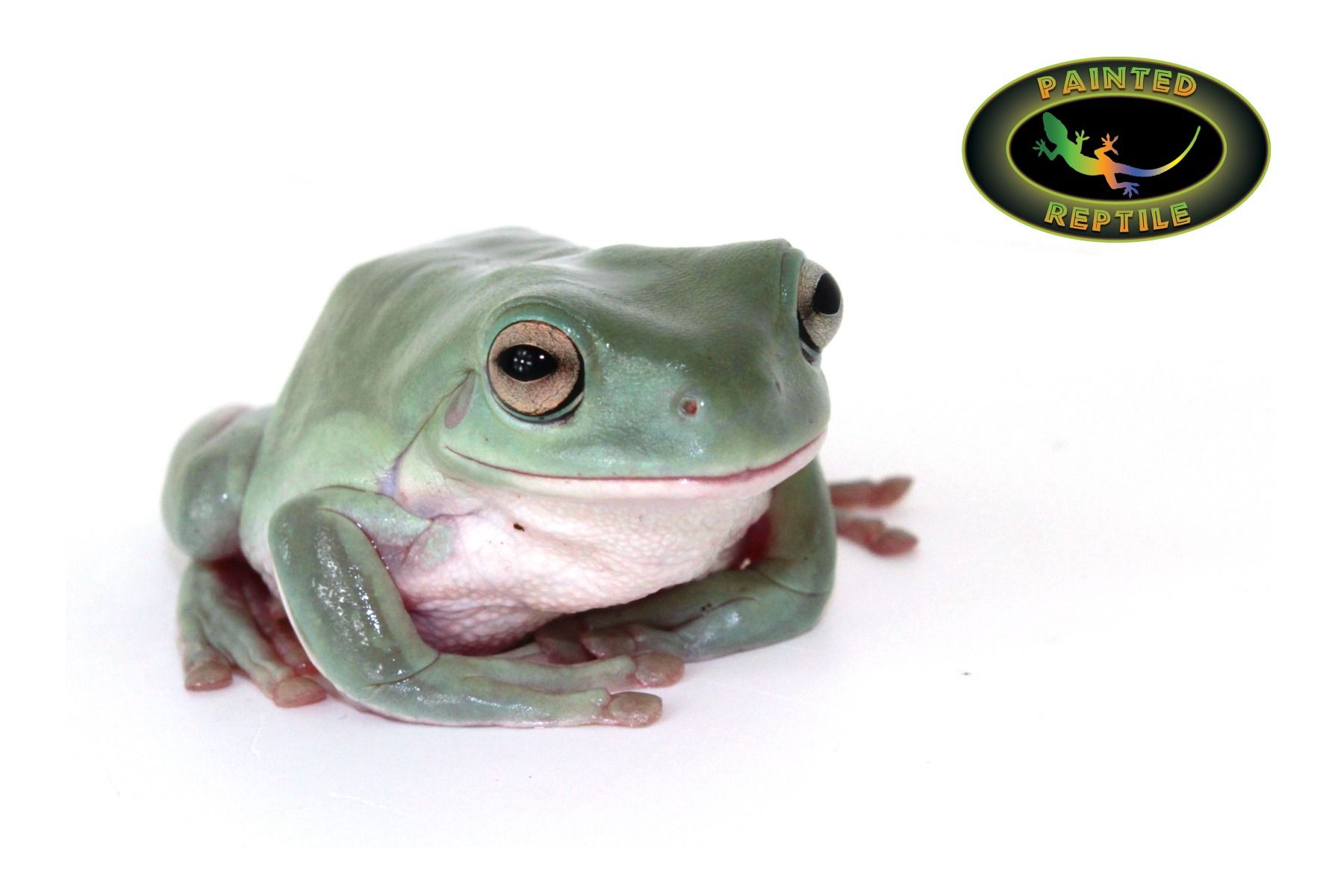 White's Tree Frog - The Painted Reptile